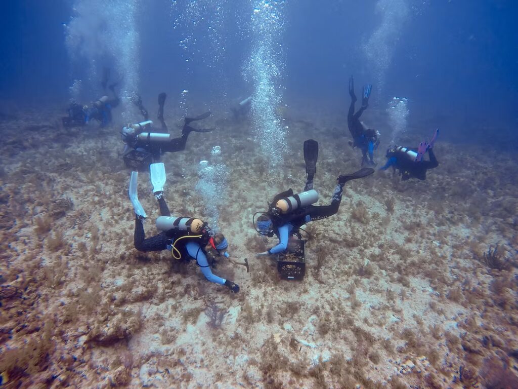 "Diving In" to November...Again 2022 with the Coral Chronicles - Coral ...