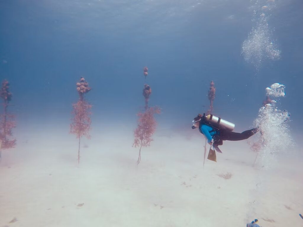 "Diving In" to November...Again 2022 with the Coral Chronicles - Coral ...