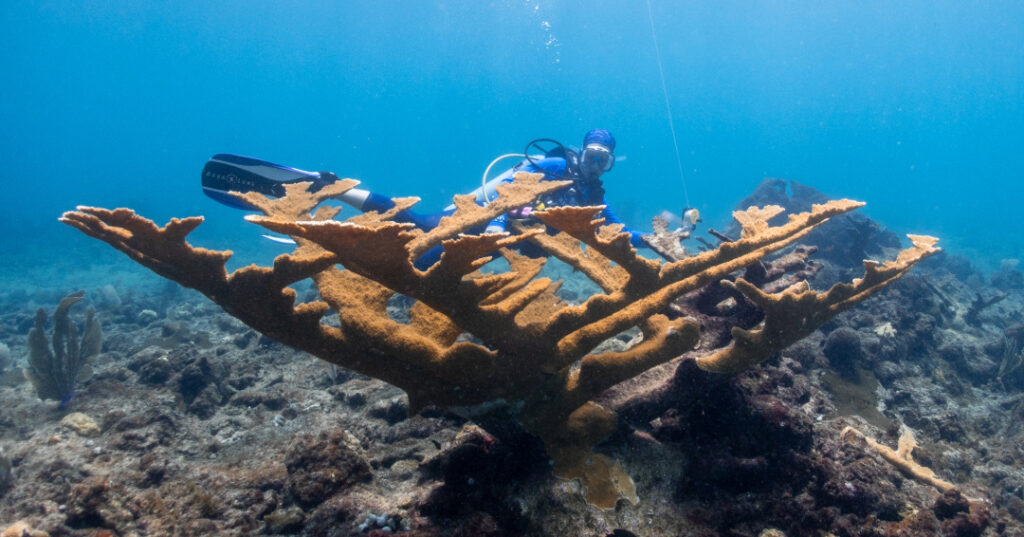 Navigating A World Without Coral Reefs - Coral Restoration Foundation