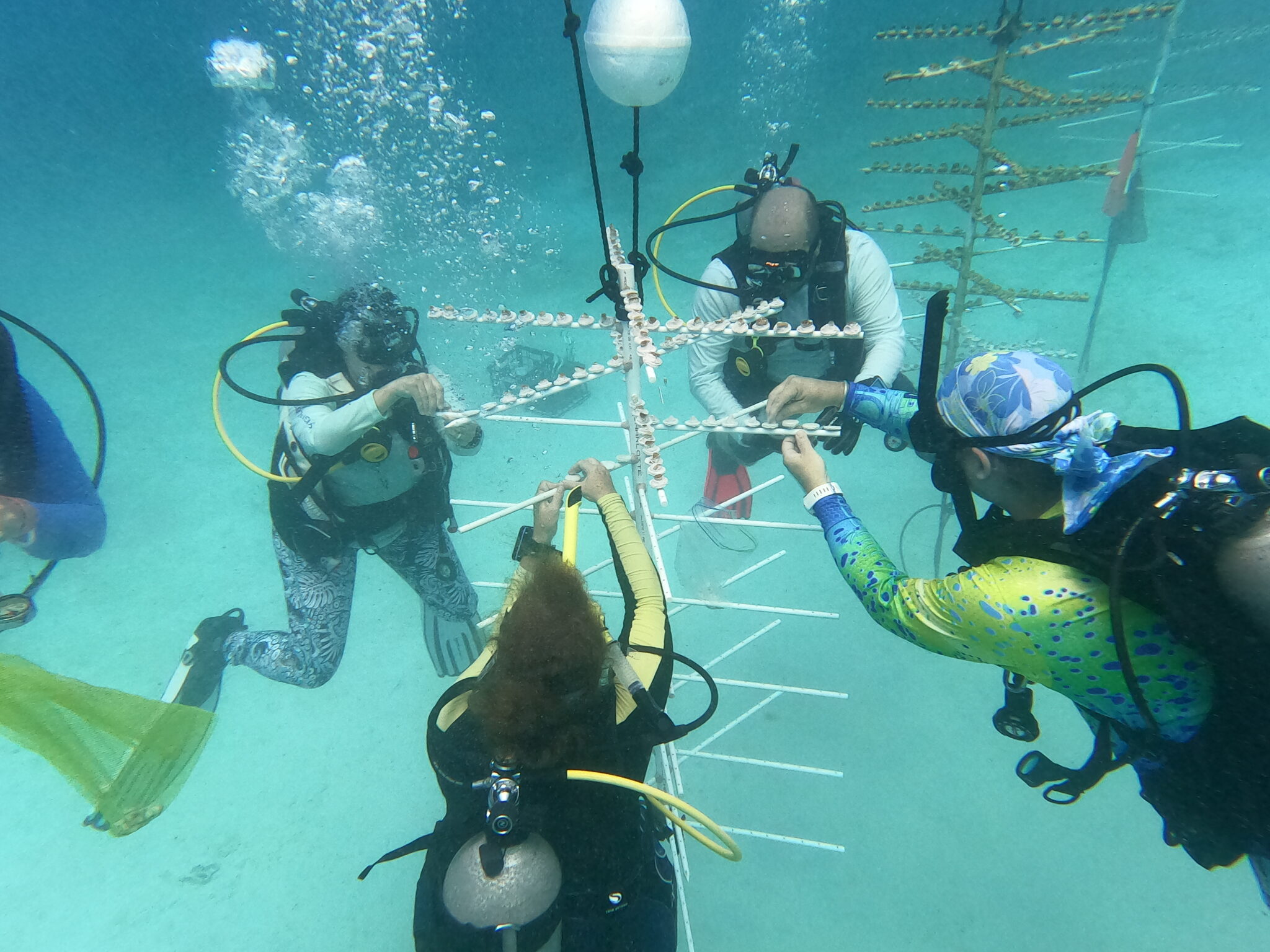 CRF™ Marks First Anniversary of Reef Restoration in St. Croix, U.S ...