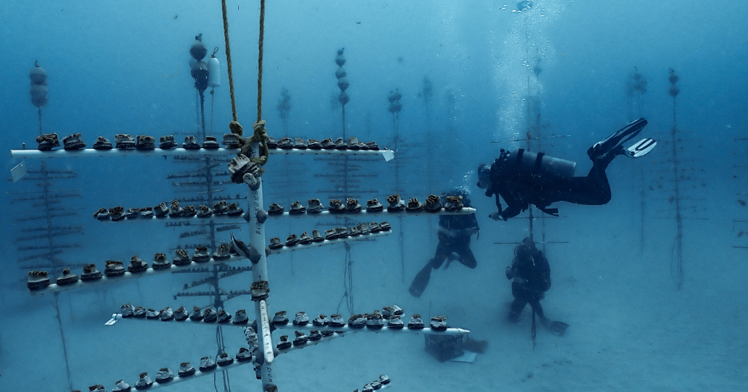 CRF™ Marks First Anniversary of Reef Restoration in St. Croix, U.S ...