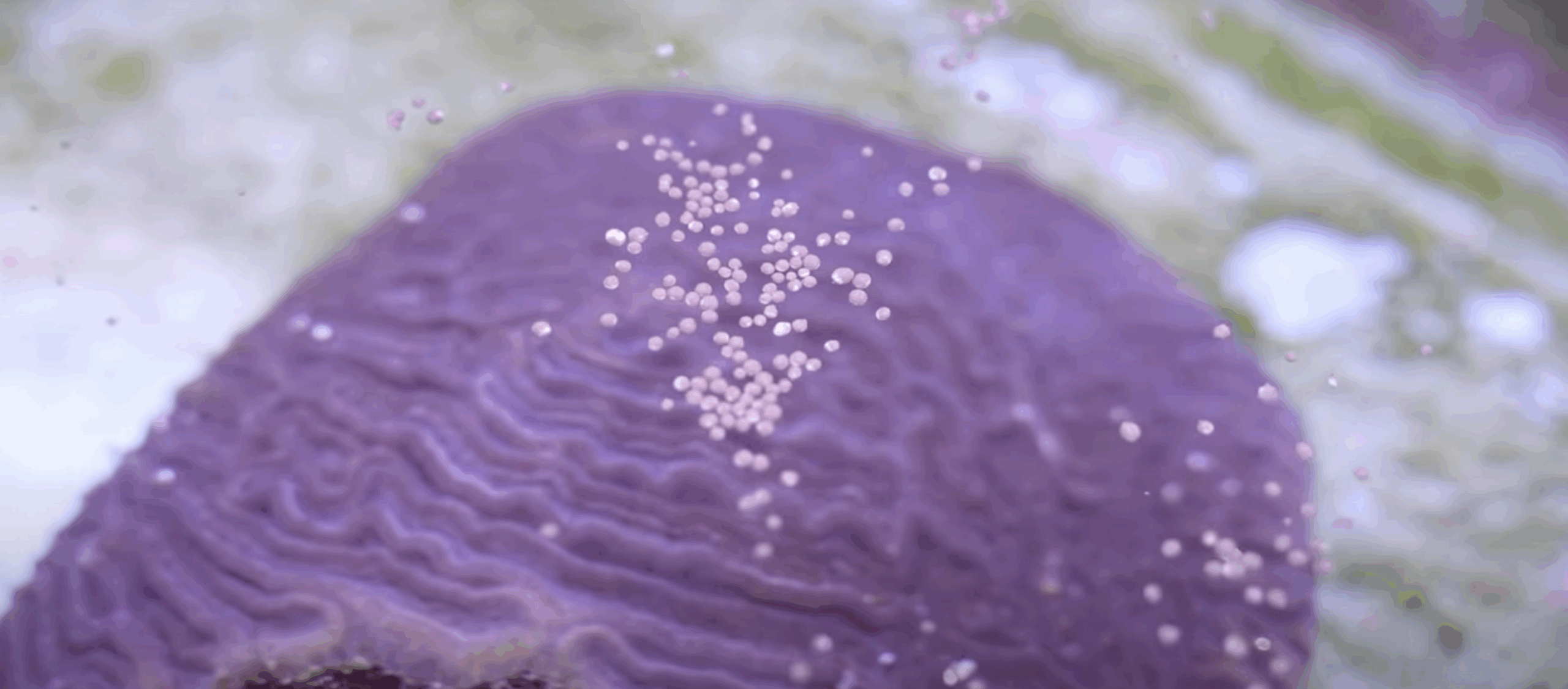 CRF™ Builds Coral Spawning Skills Through NSU Training - Coral ...