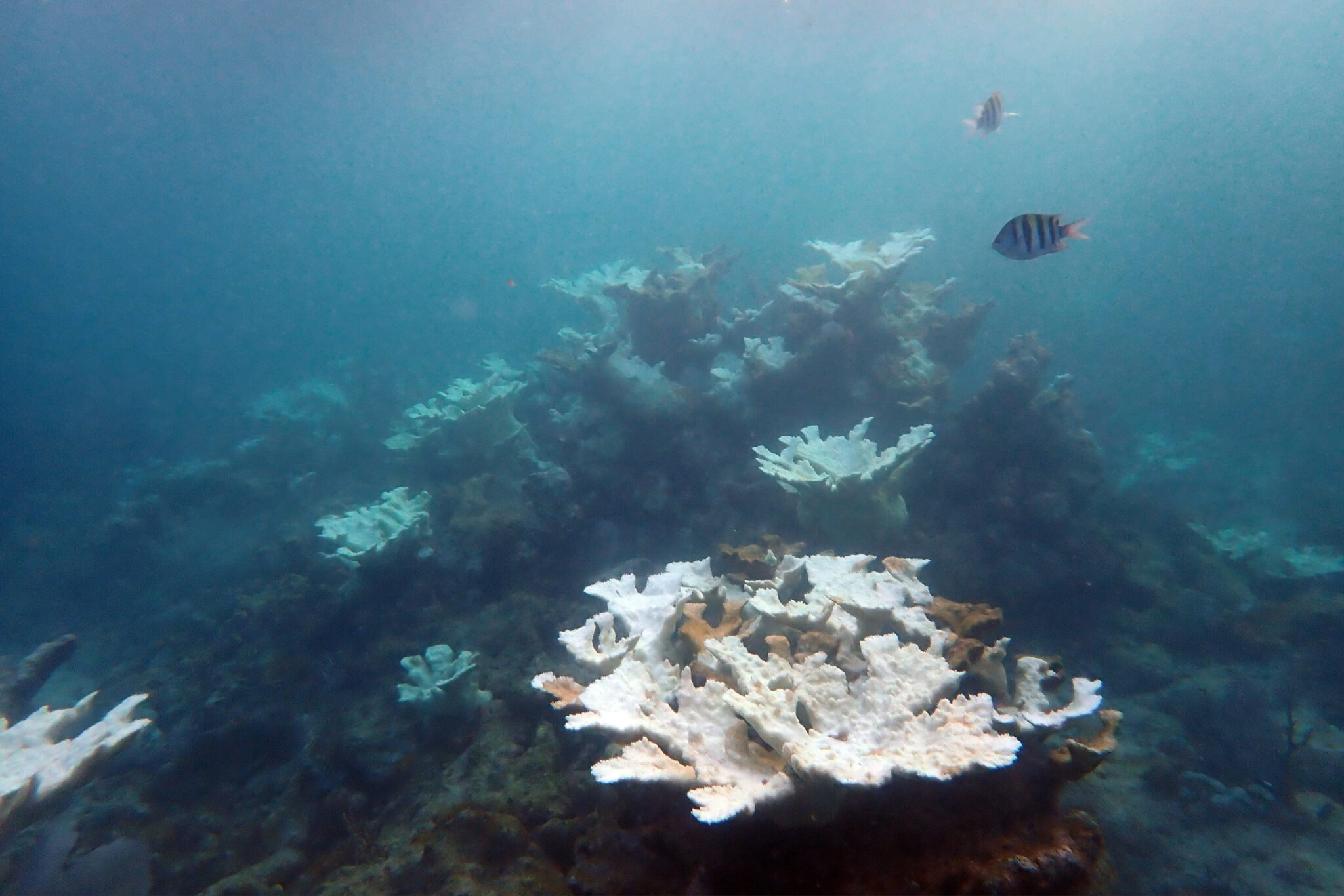 The 2025 Tipping Point Report: A Call to Accelerate - Coral Restoration ...
