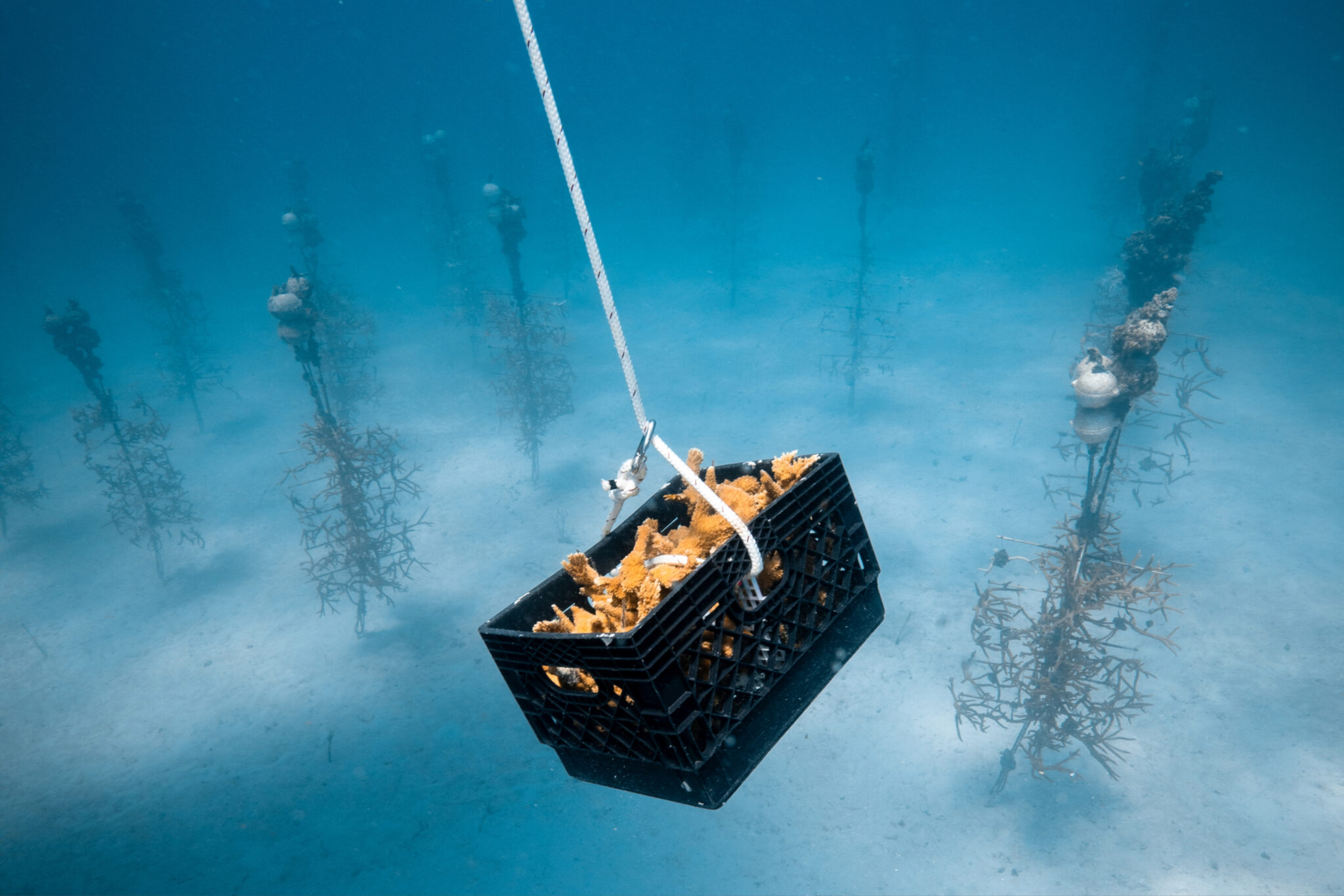 Why it Matters: Coral Restoration - Coral Restoration Foundation