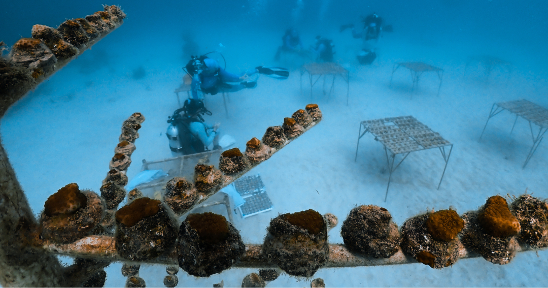 Connecting Florida and St. Croix Through Restoration - Coral ...